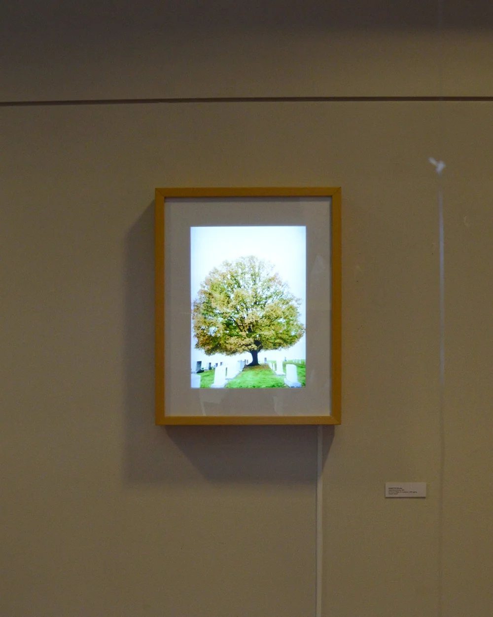 ANNETTE POLAN: FRAGILE STRENGTHS: THOUGHTS ON AGING — Mason Exhibitions