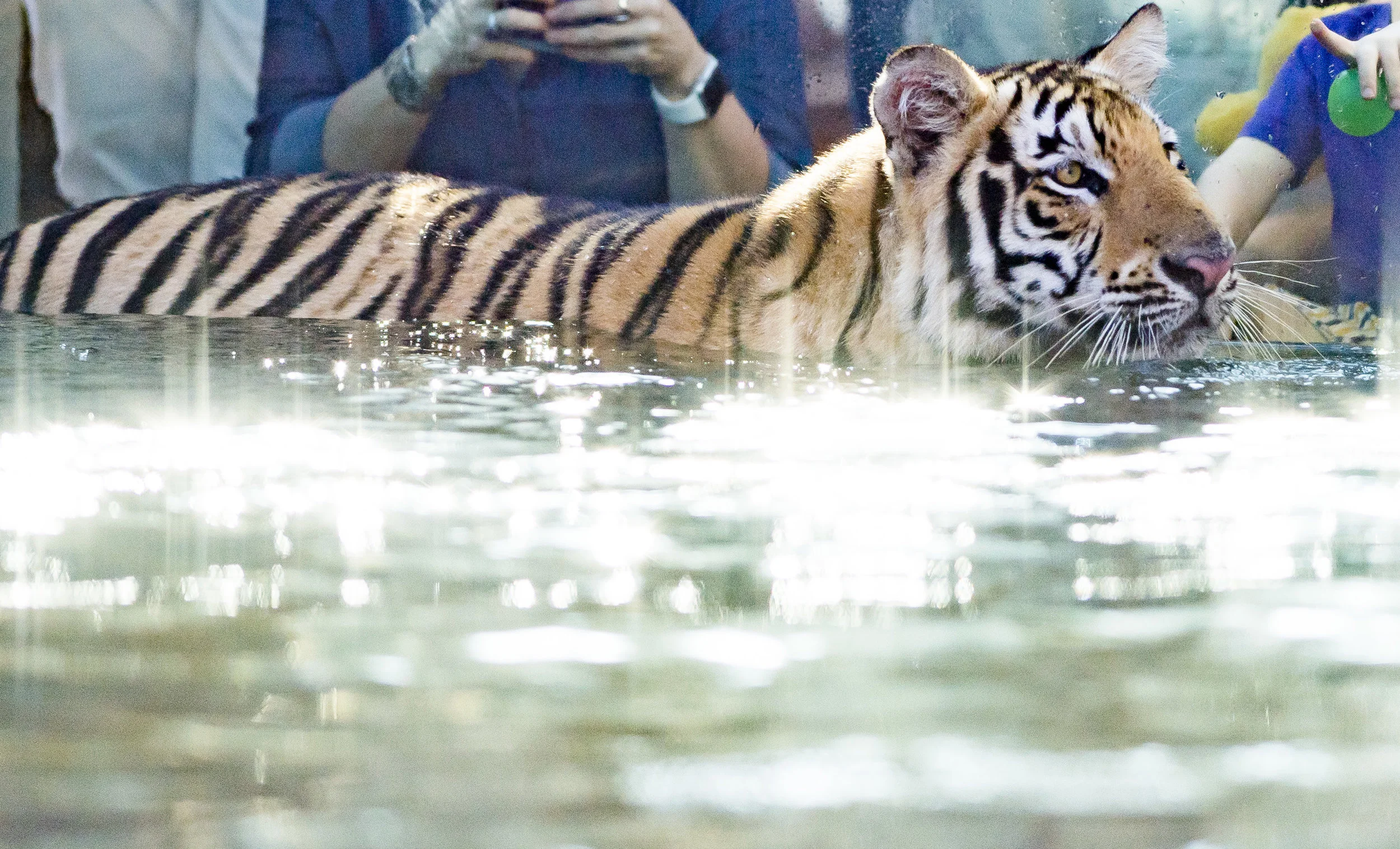 Mike The Tiger Vi