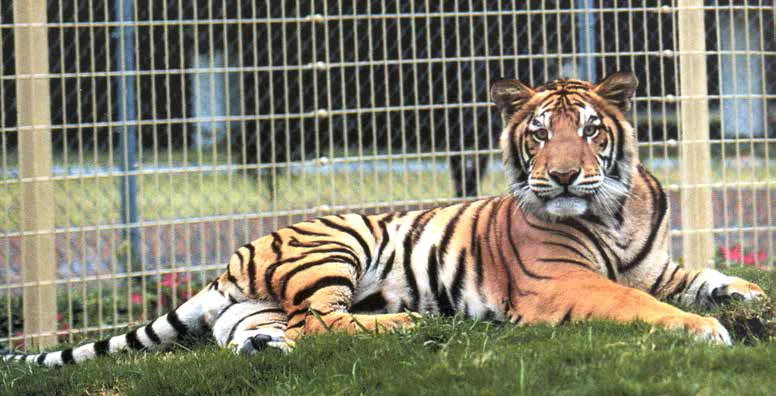 History of Mike — Mike the Tiger