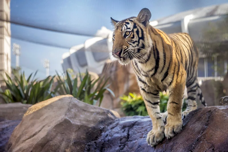 History of Mike — Mike the Tiger