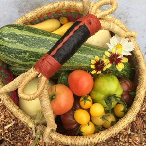 Gardening 101: Step-by-Step Beginner Gardening Guide — Plant Harmony