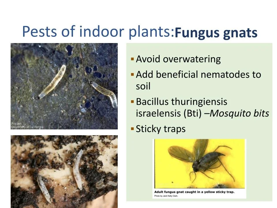 Indoor Plant Care and Eco-Friendly Pest Control for Happy, Healthy ...