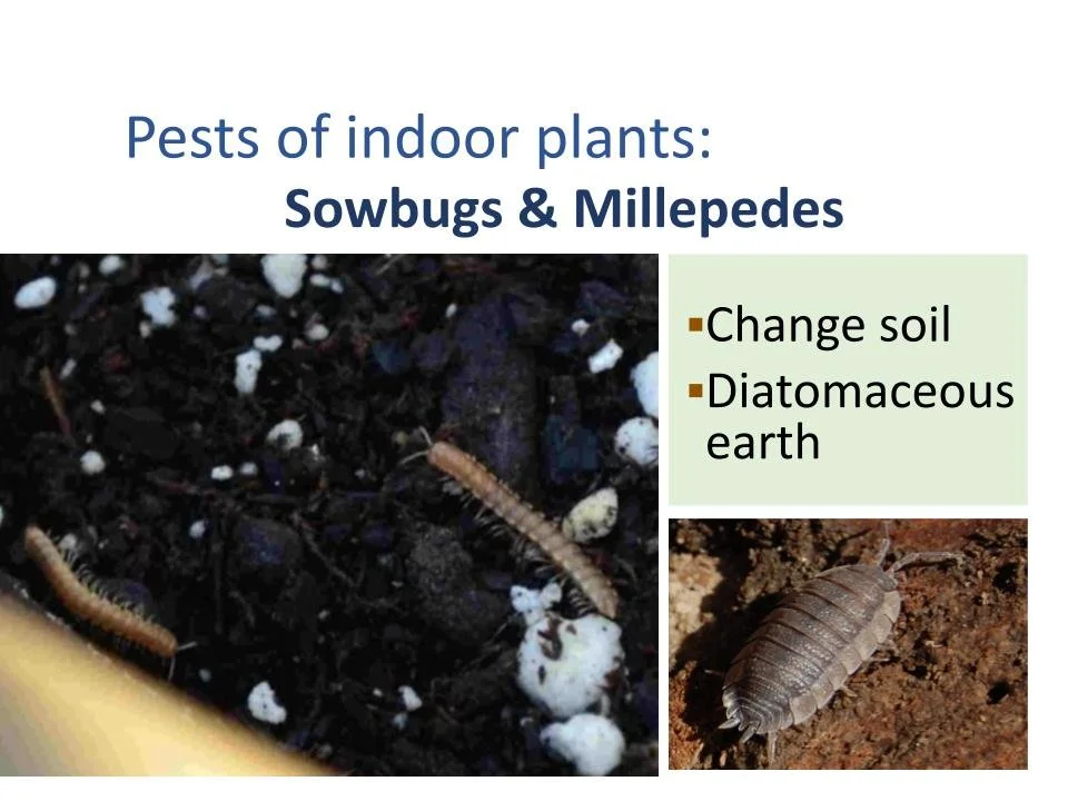 Indoor Plant Care and Eco-Friendly Pest Control for Happy, Healthy ...