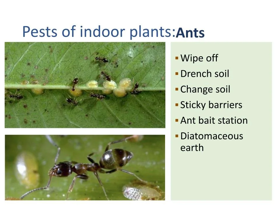 Indoor Plant Care and Eco-Friendly Pest Control for Happy, Healthy ...