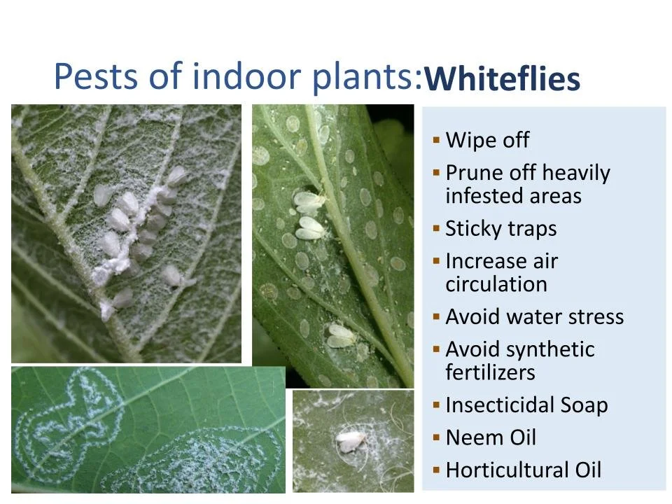 Indoor Plant Care and Eco-Friendly Pest Control for Happy, Healthy ...