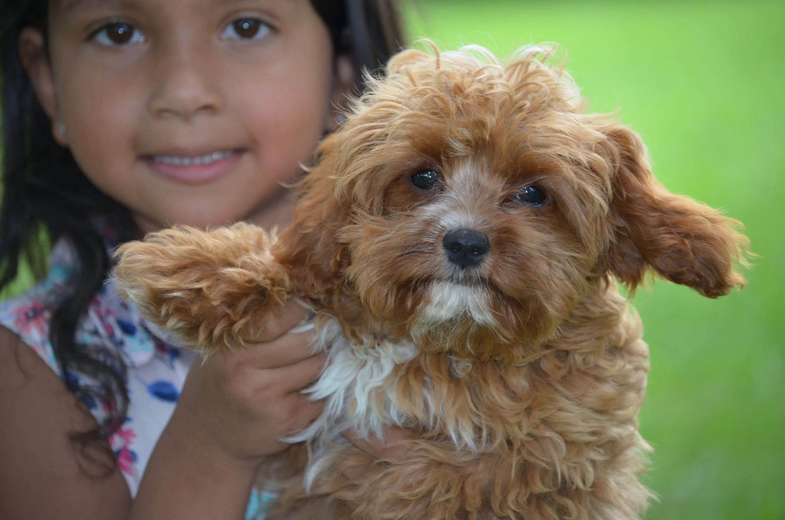 Best Cavapoo Breeders