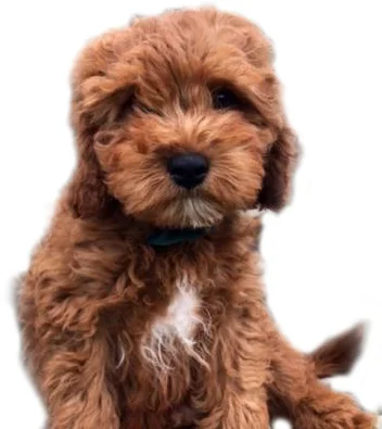 Best Cavapoo Breeders