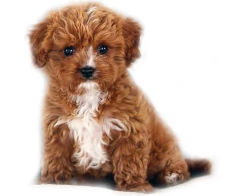 Best Cavapoo Breeders
