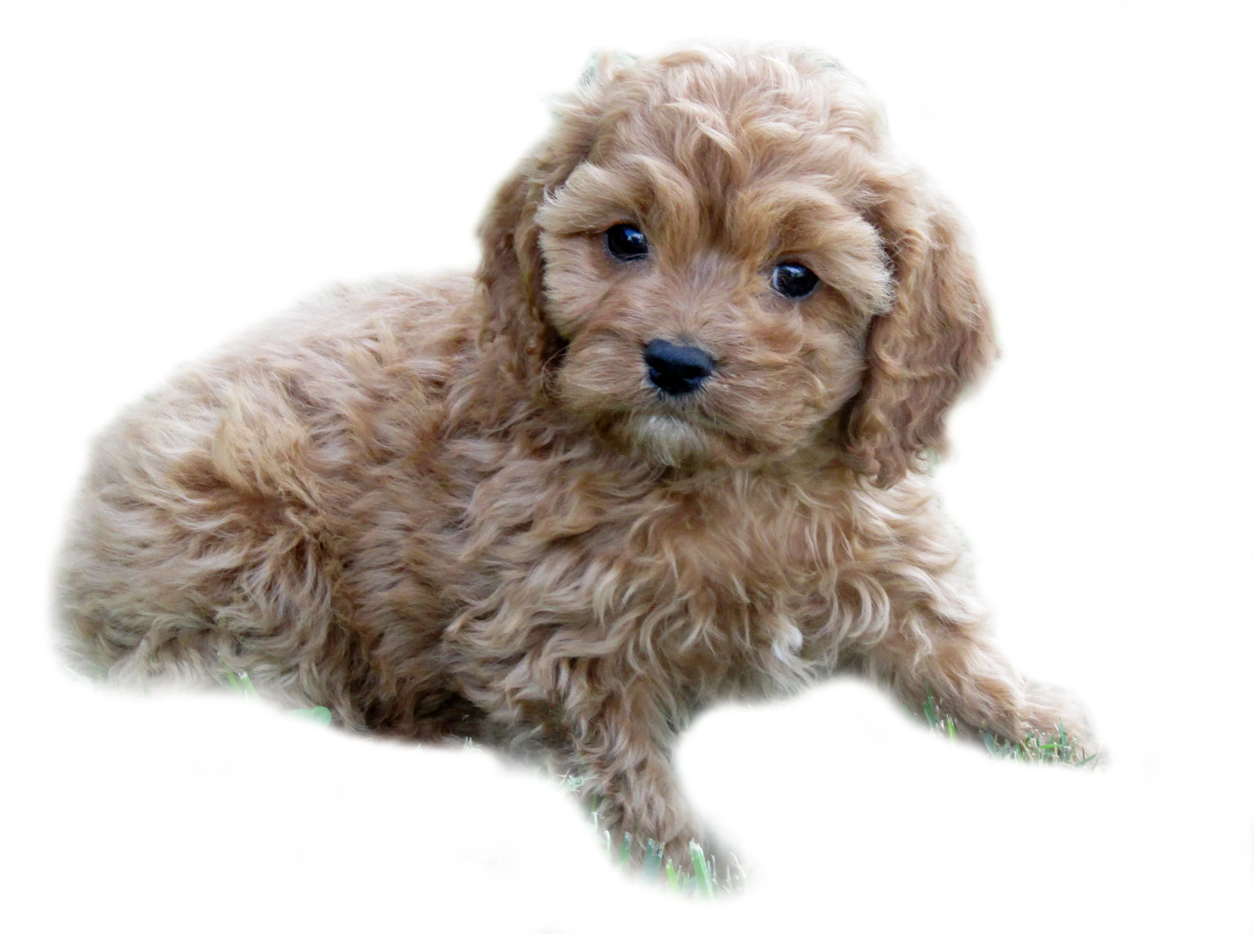 Best Cavapoo Breeders