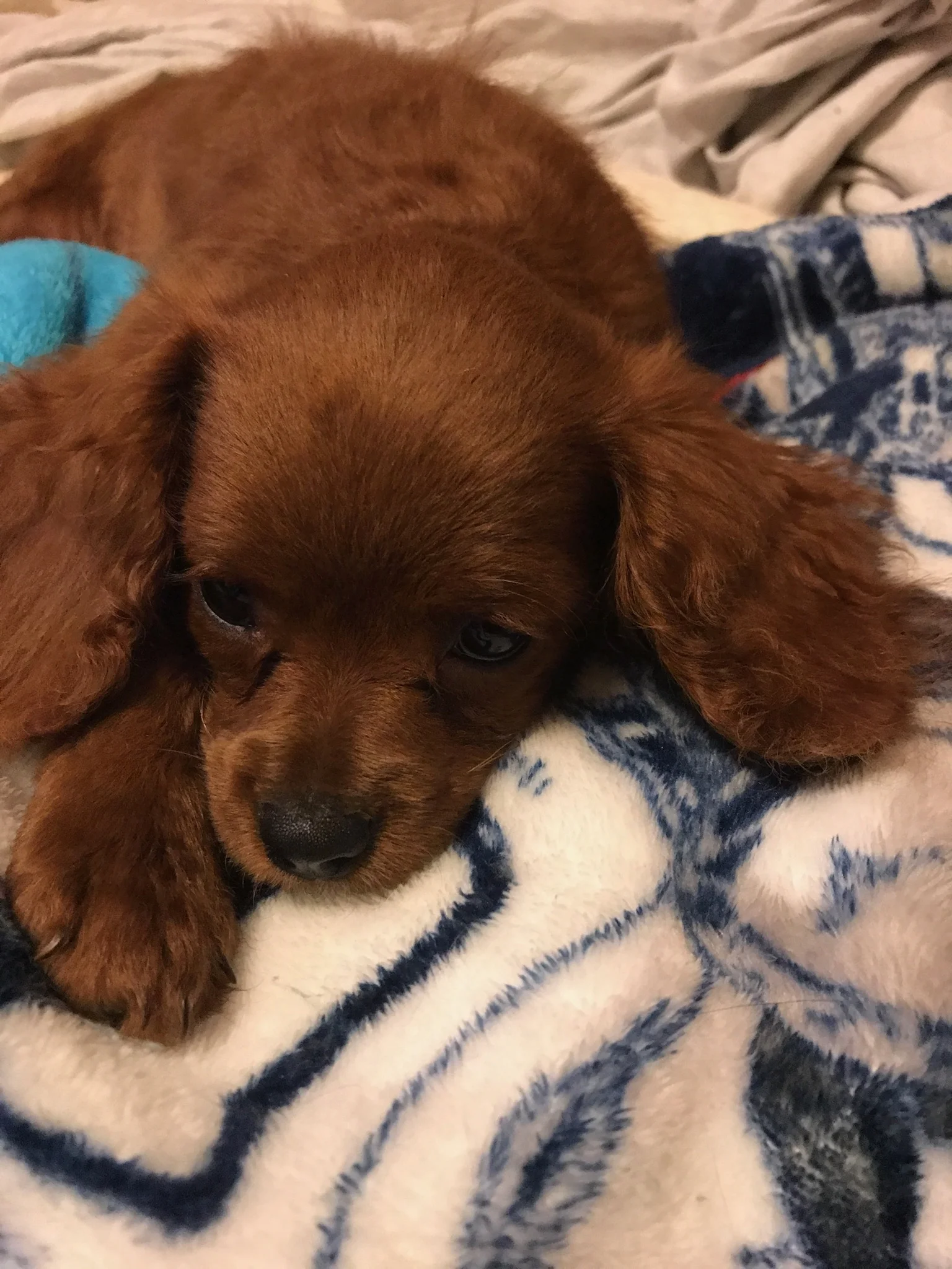 Best Cavapoo Breeders