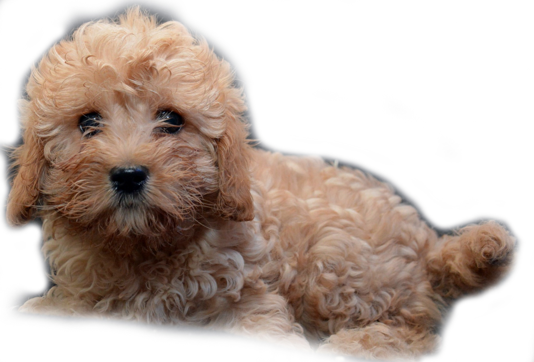 Best Cavapoo Breeders