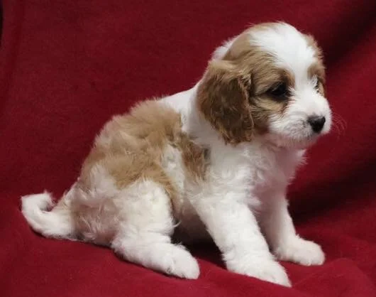Best Cavapoo Breeders