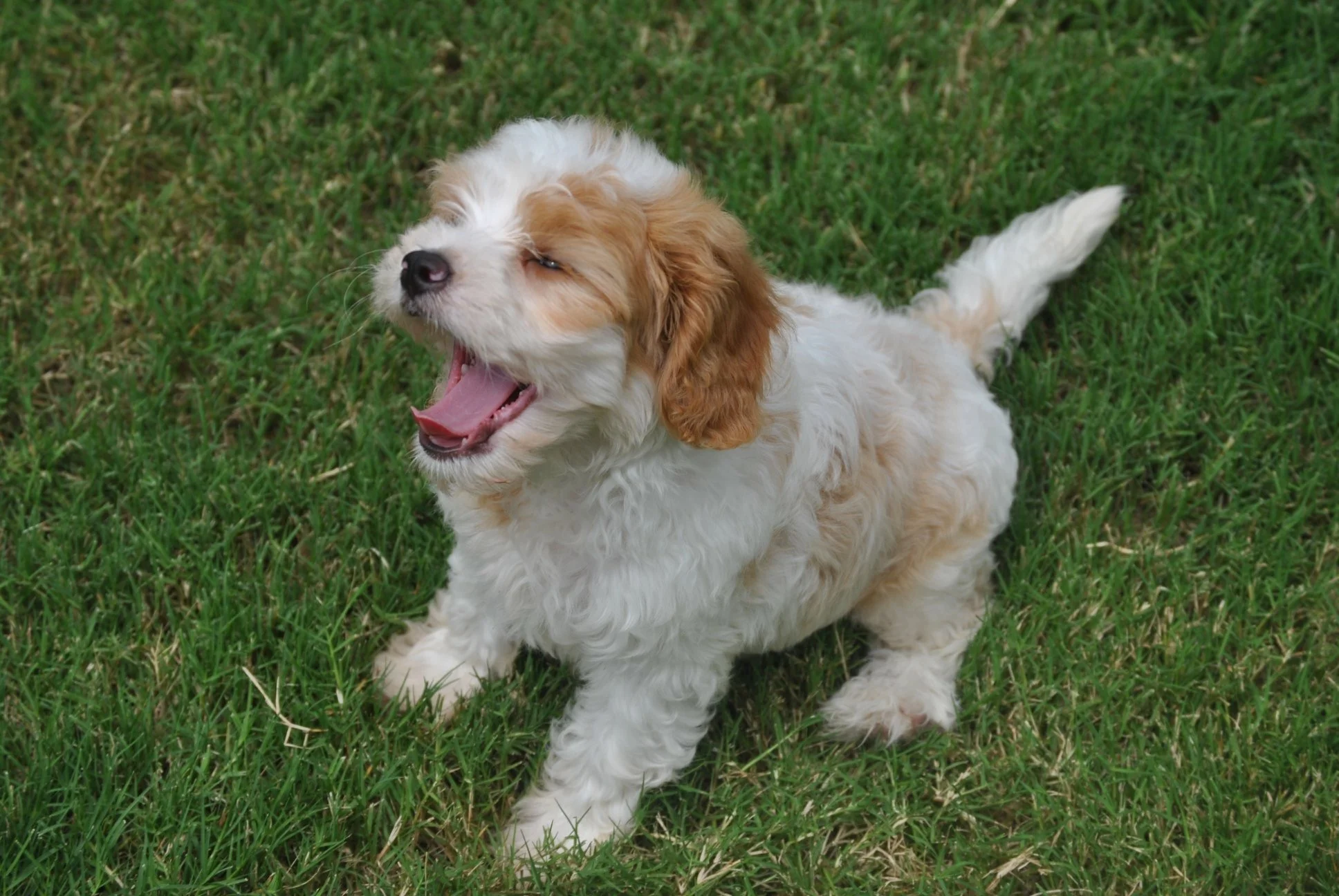 Best Cavapoo Breeders