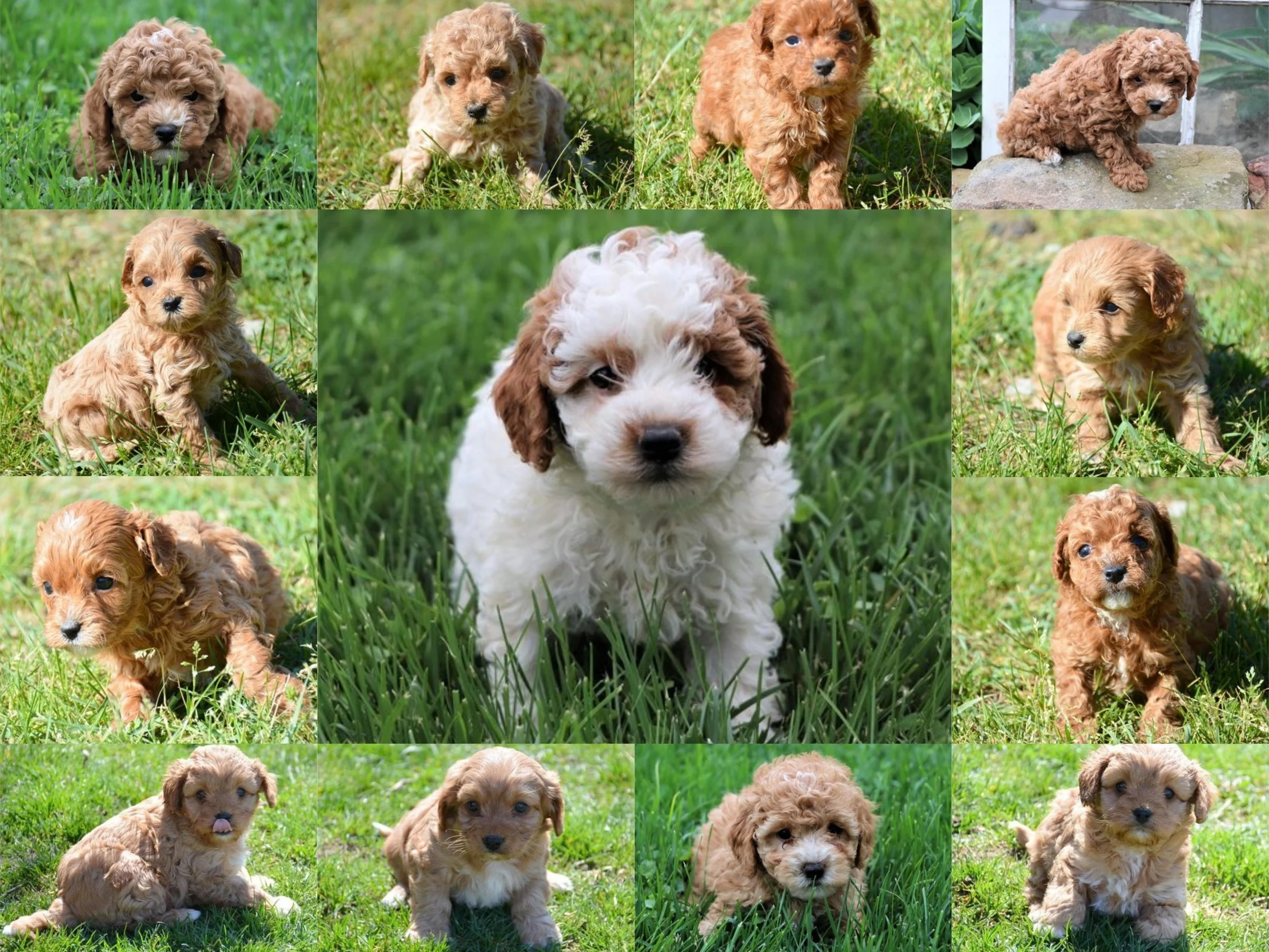Best Cavapoo Breeders