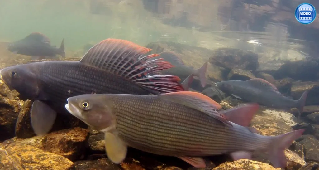 Månedens fisk er harr! — Engerdal Fjellstyre