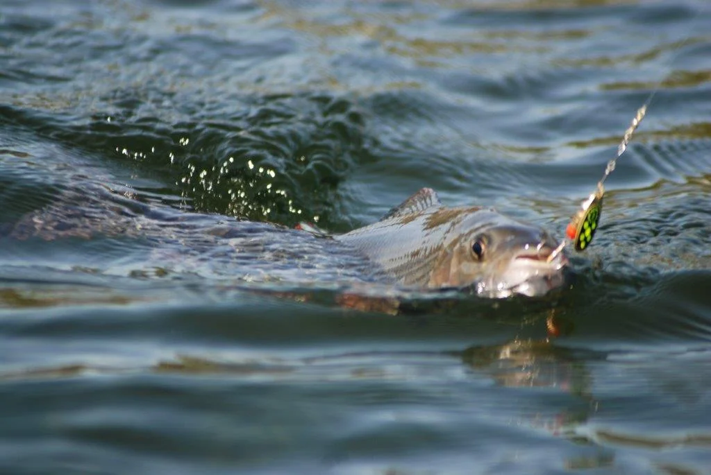 Månedens fisk er harr! — Engerdal Fjellstyre