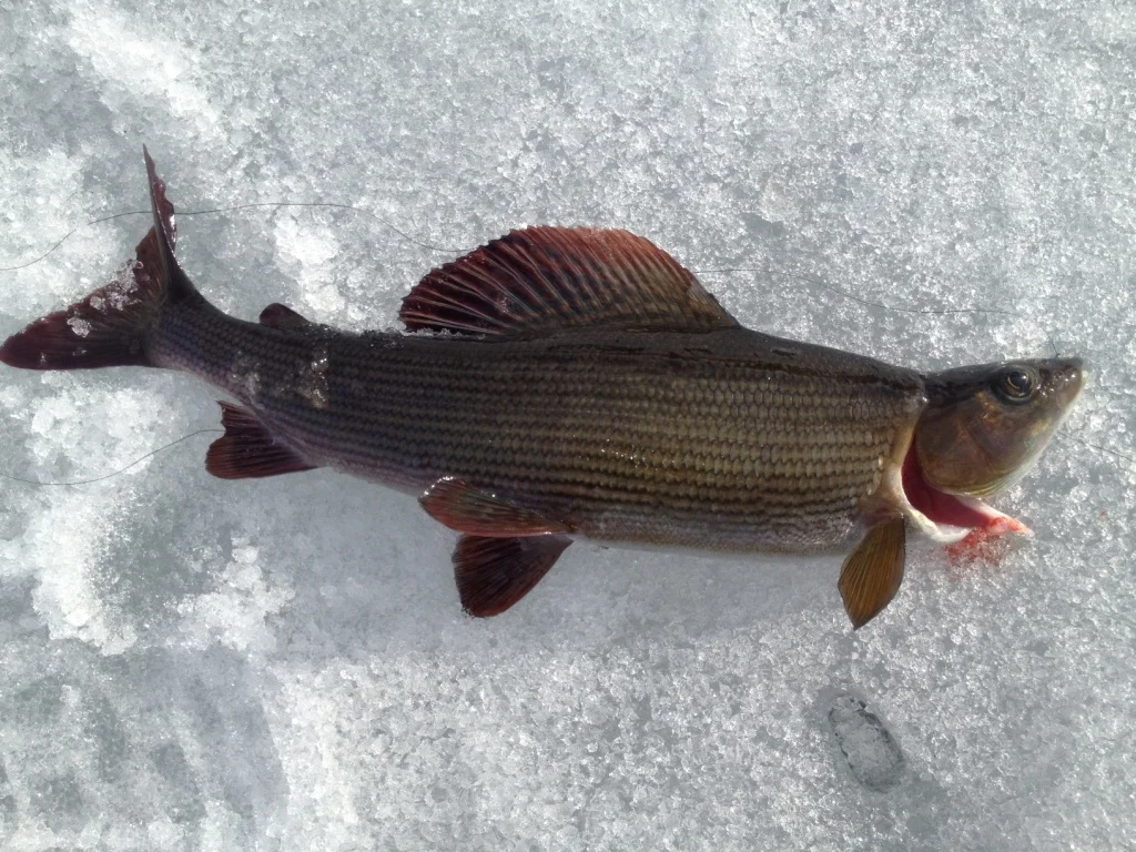 Månedens fisk er harr! — Engerdal Fjellstyre