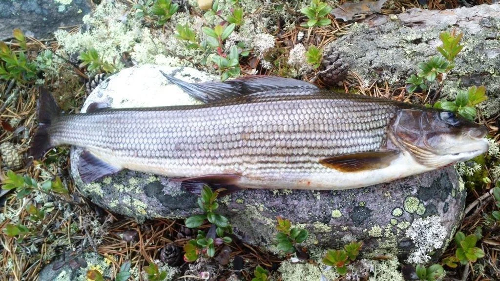 Månedens fisk er harr! — Engerdal Fjellstyre