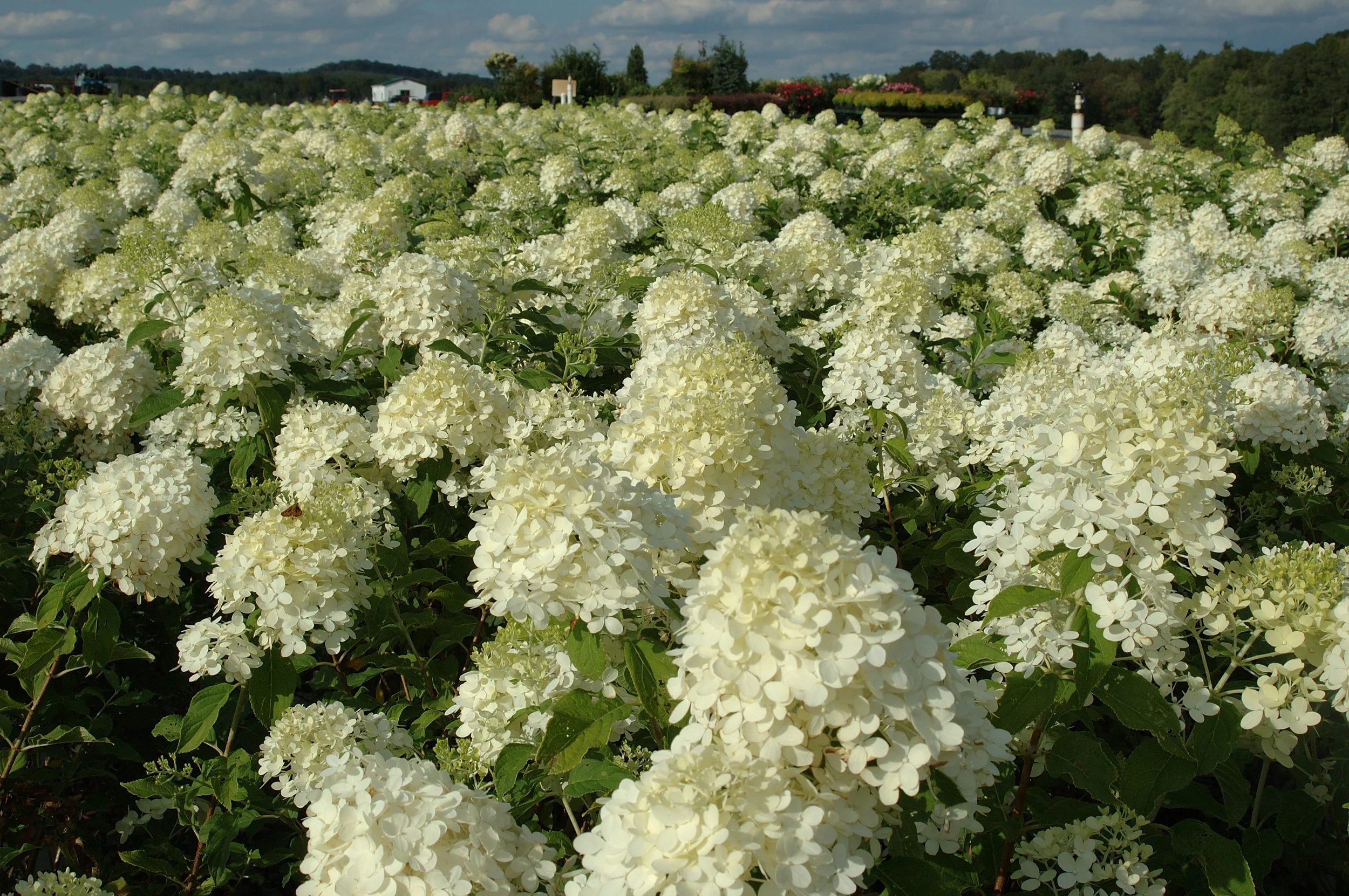 Crop Photos — Panoramic Farm