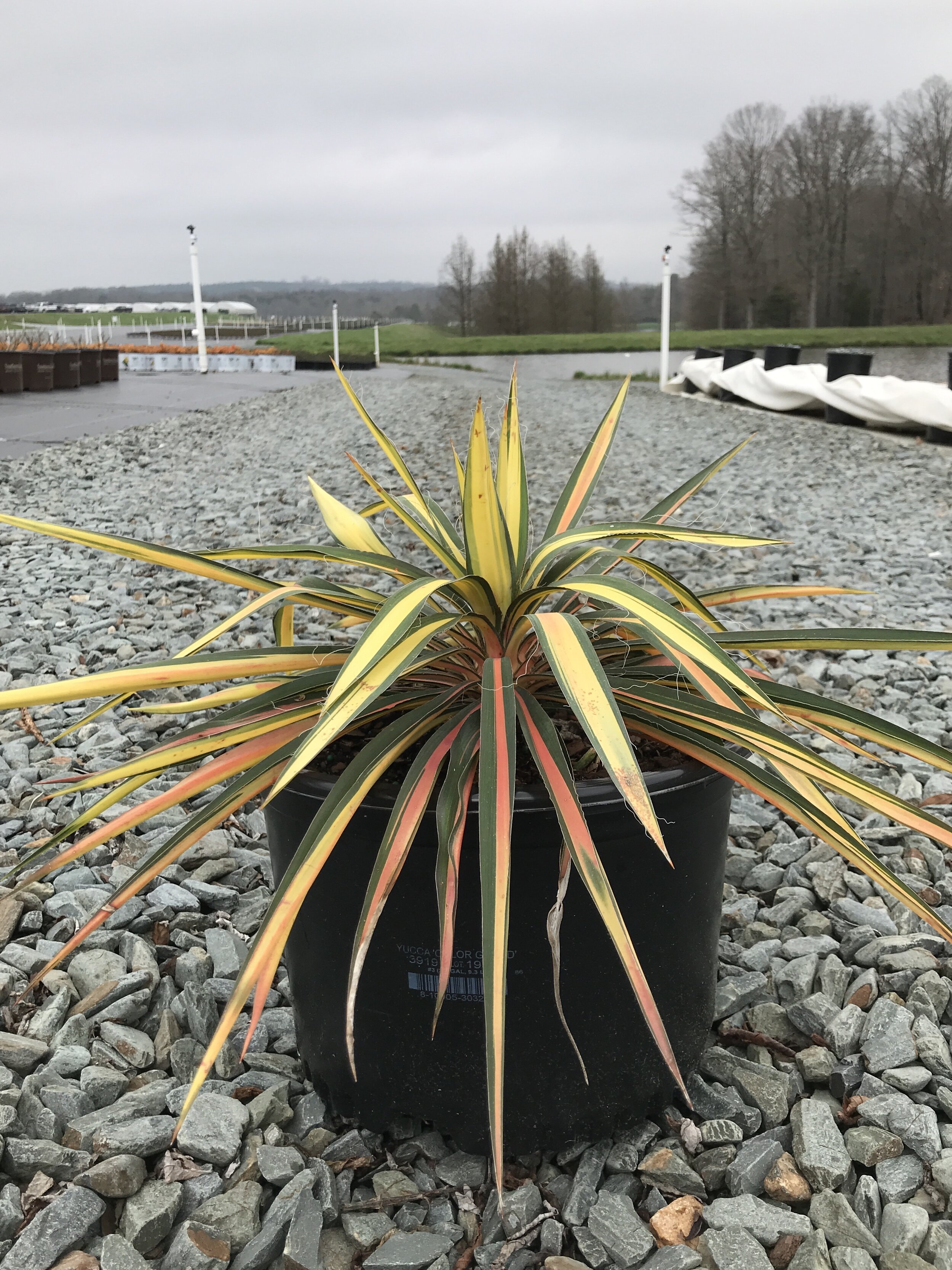 Yucca Goldguard