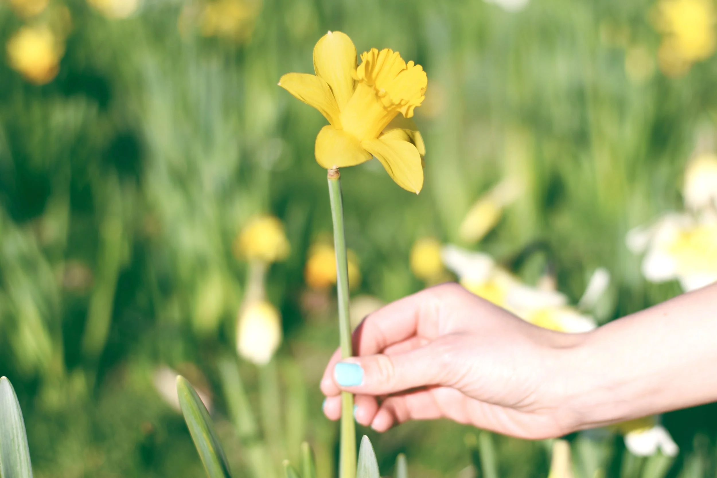 DAFFODIL HOUSE — ENSPACE