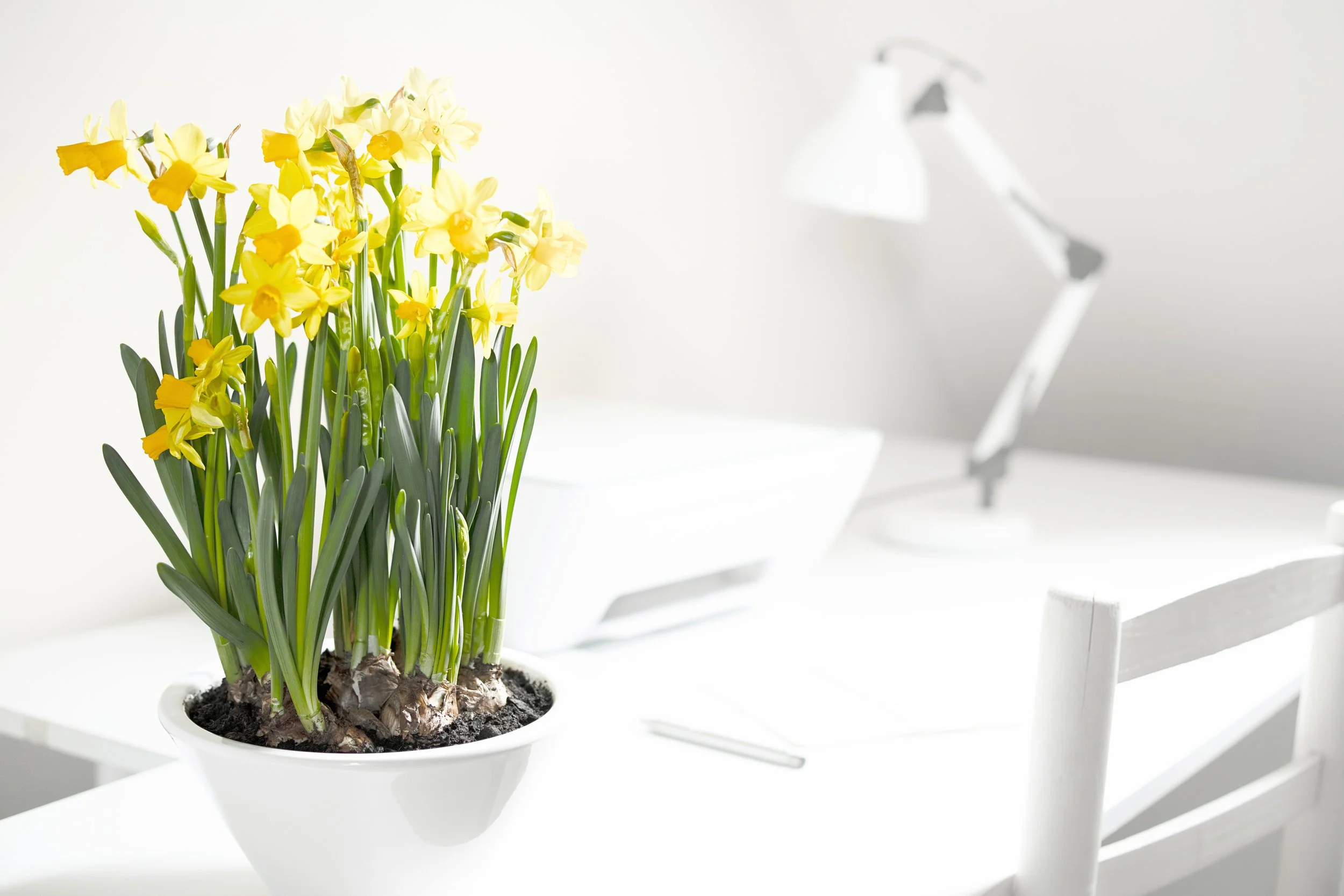 DAFFODIL HOUSE — ENSPACE