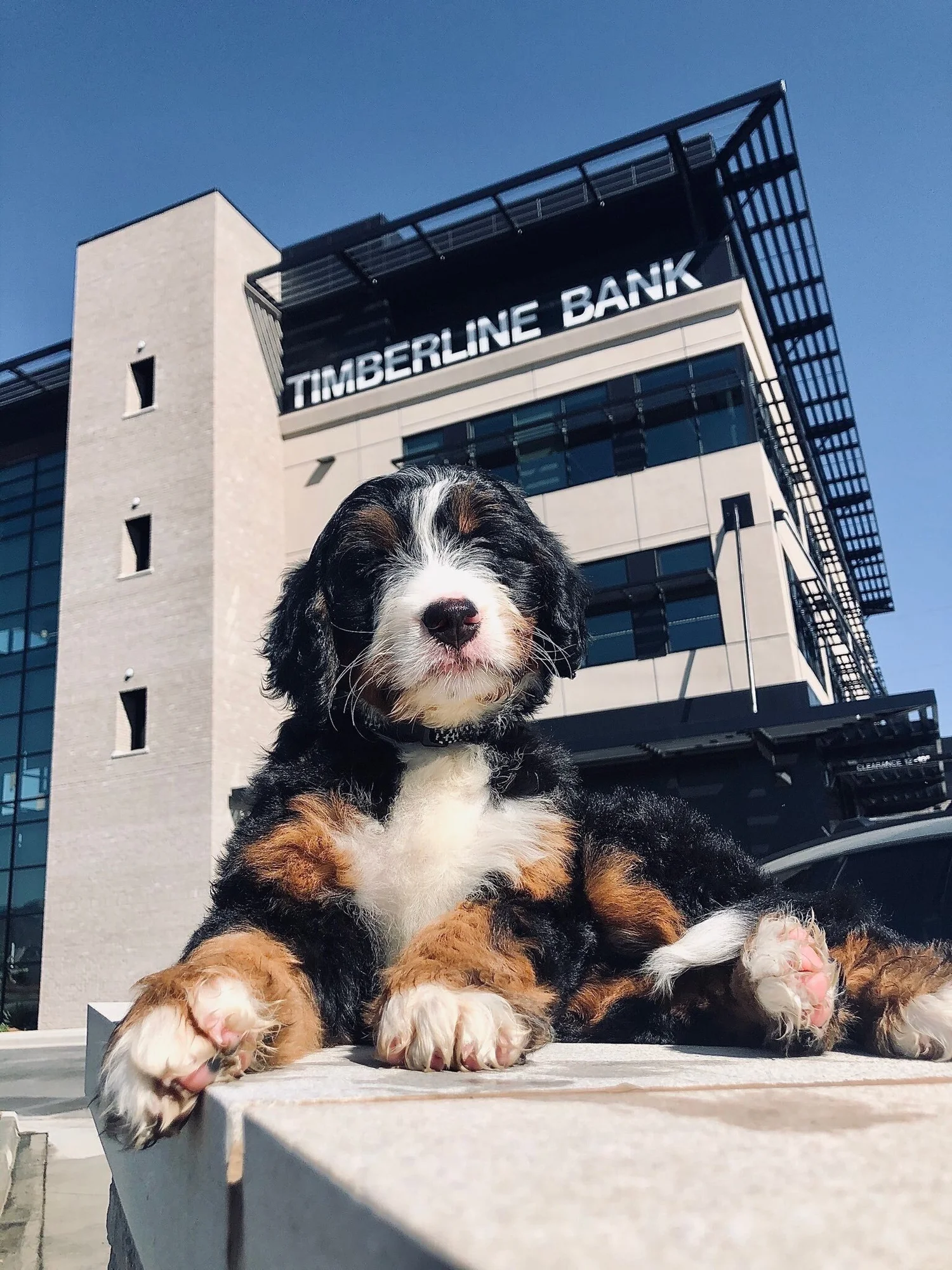 Timberline Bank Rolls Out New Building