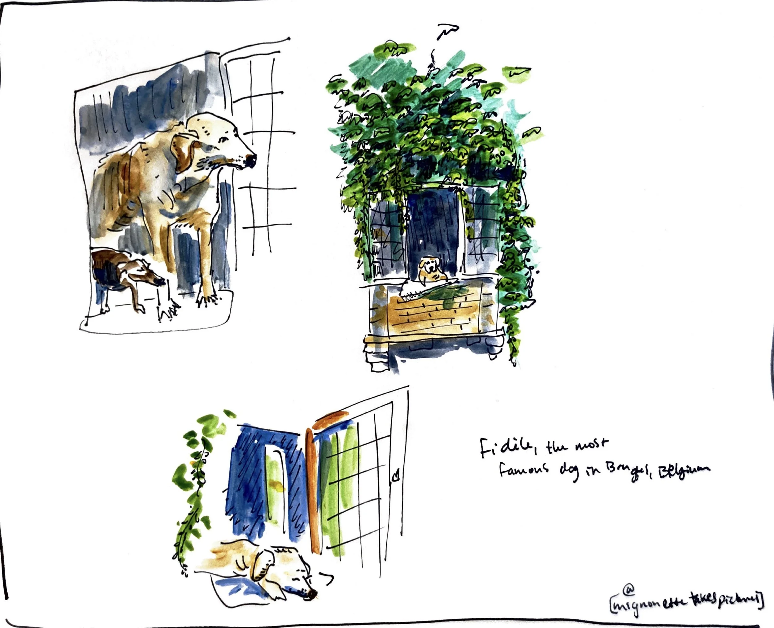 Fidéle, The Most Famous Dog In Bruges — Natalie Klett