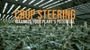 Crop Steering Cannabis Plants — Claybourne Co. Cannabis