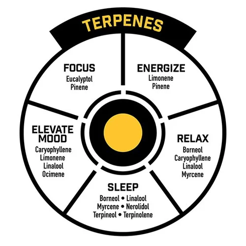 Cannabis Terpenes: What are they, the Effects, & Benefits of Terpenes ...