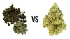 What Is The Difference Between Good Weed Vs Bad Weed? — Claybourne Co ...