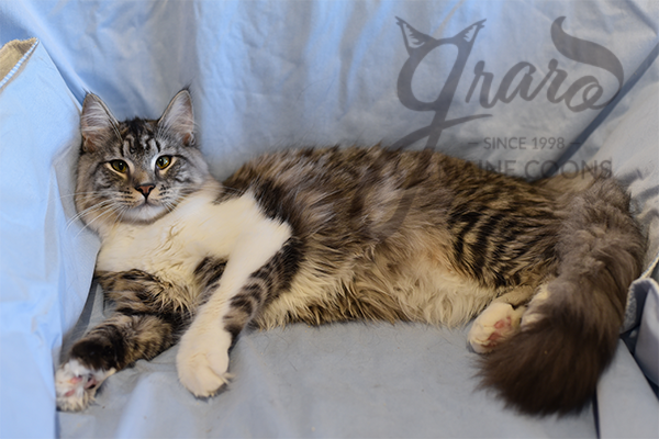 Graro Maine Coons