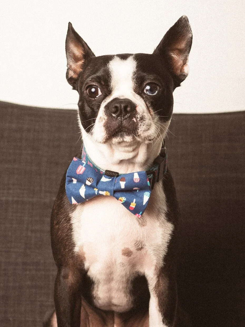 Cream Boston Terrier