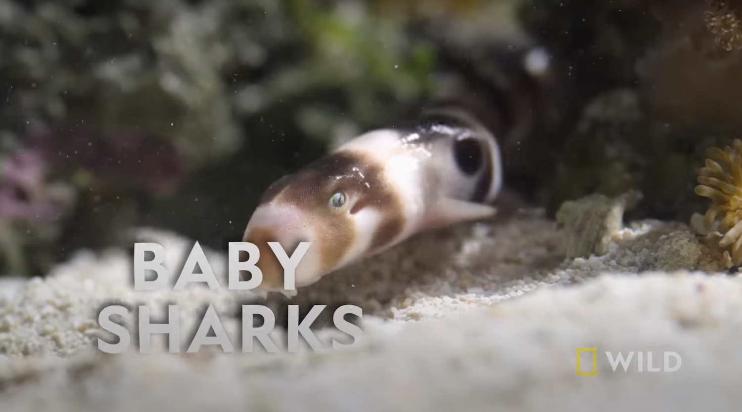 Baby Sharks