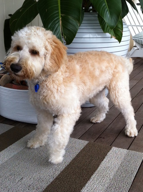 Caralee Bugs Bunny — Caralee Australian Labradoodles