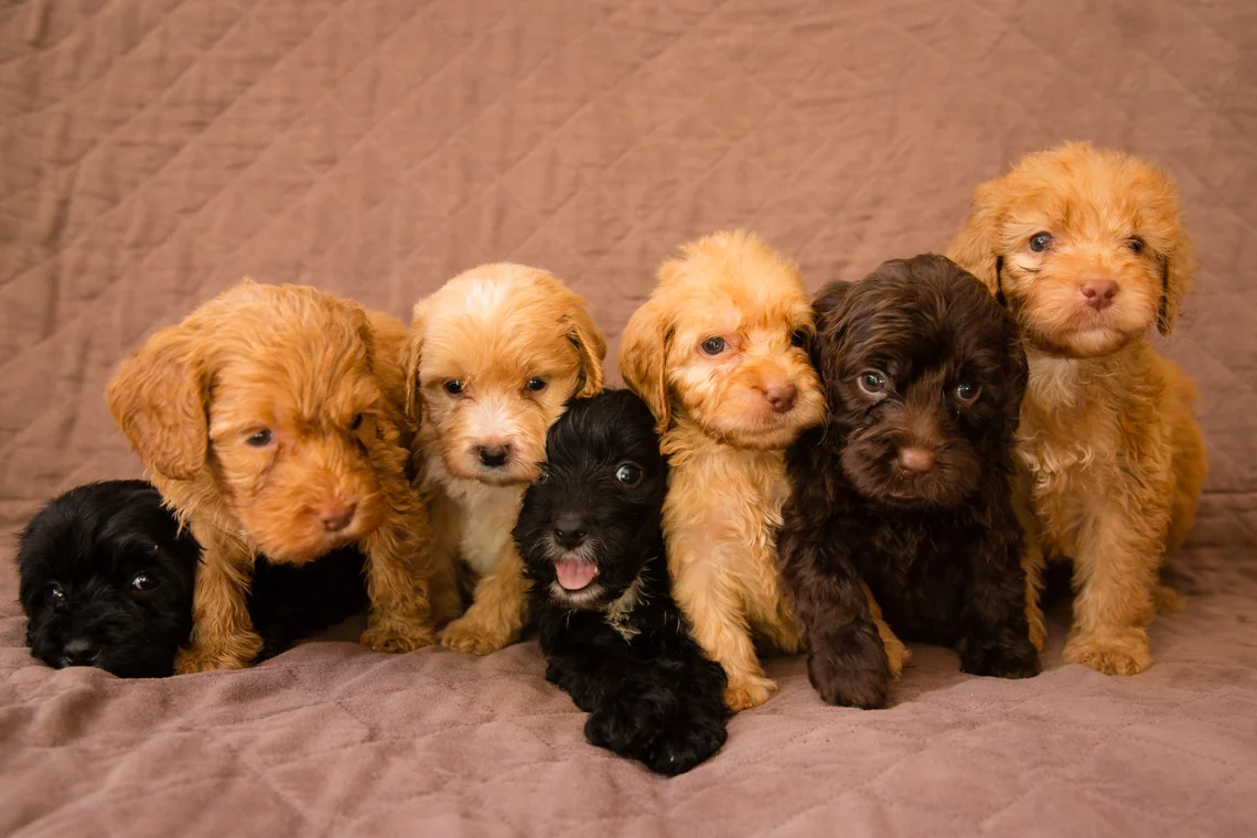 Bellissimo Opal — Caralee Australian Labradoodles
