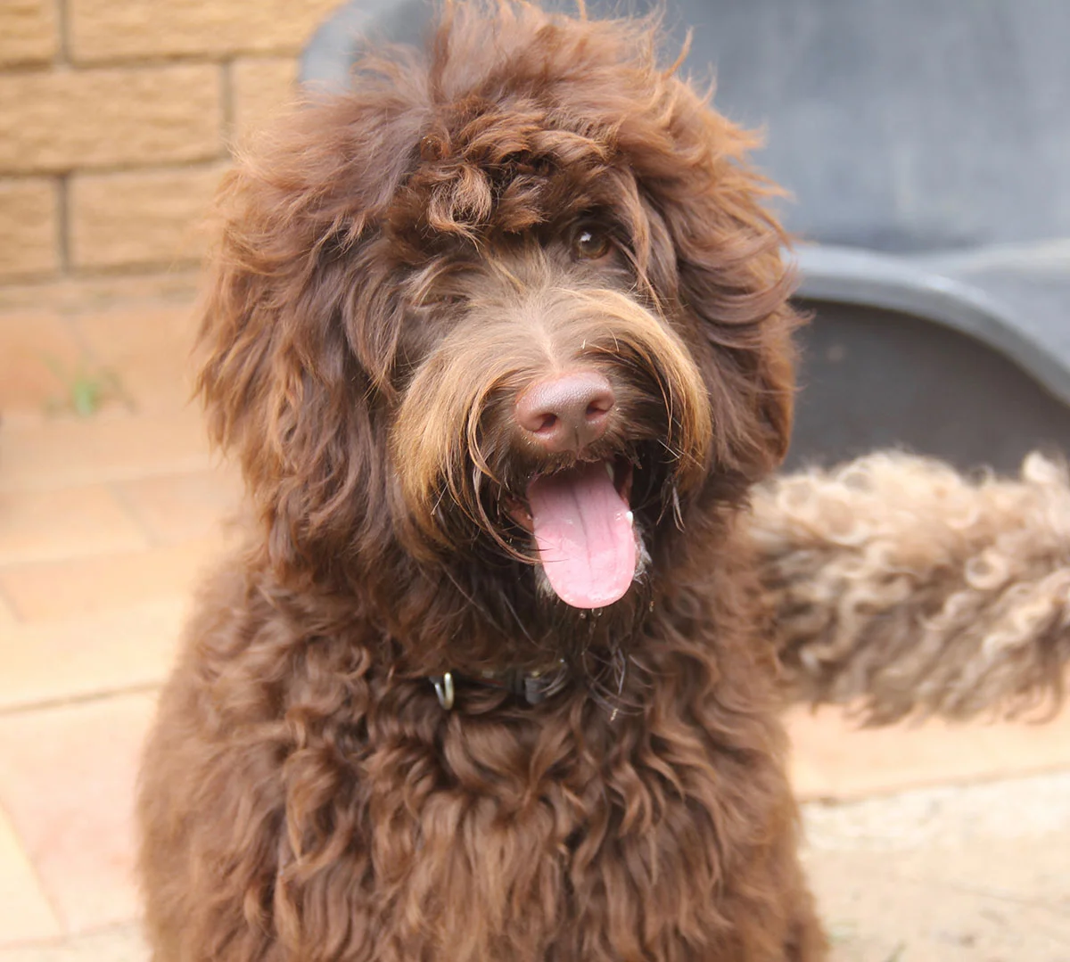 Caralee Jack — Caralee Australian Labradoodles