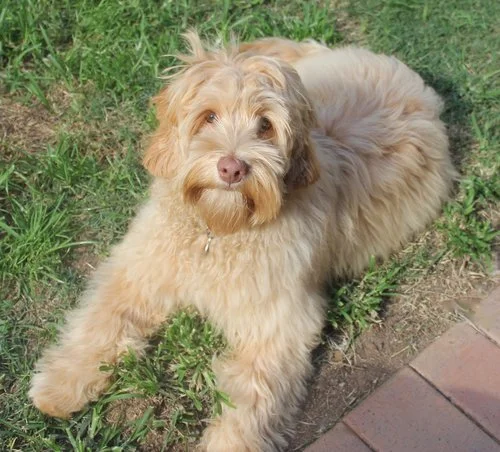 Caralee Cherry — Caralee Australian Labradoodles