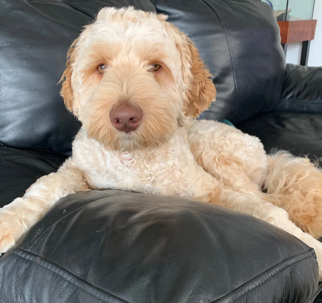 Caralee Oats — Caralee Australian Labradoodles