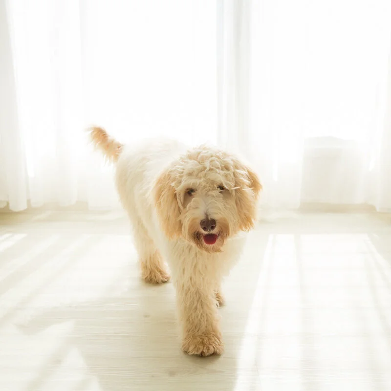 Caralee Clover — Caralee Australian Labradoodles