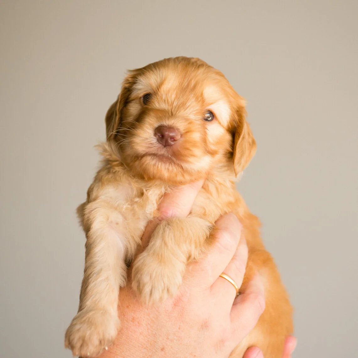 Caralee Issey Miyake — Caralee Australian Labradoodles
