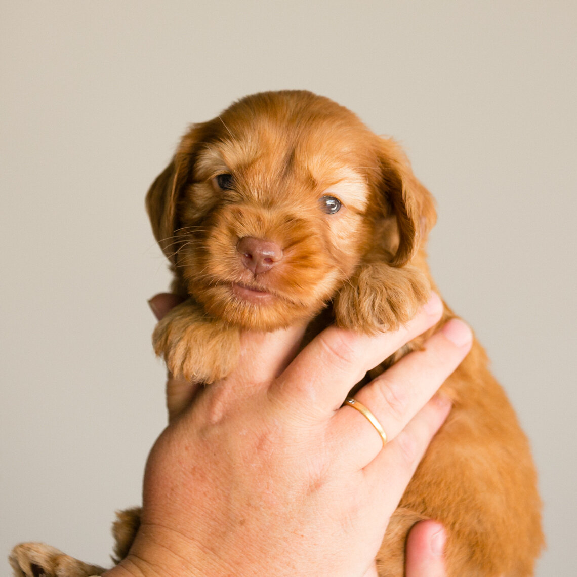 Caralee Issey Miyake — Caralee Australian Labradoodles