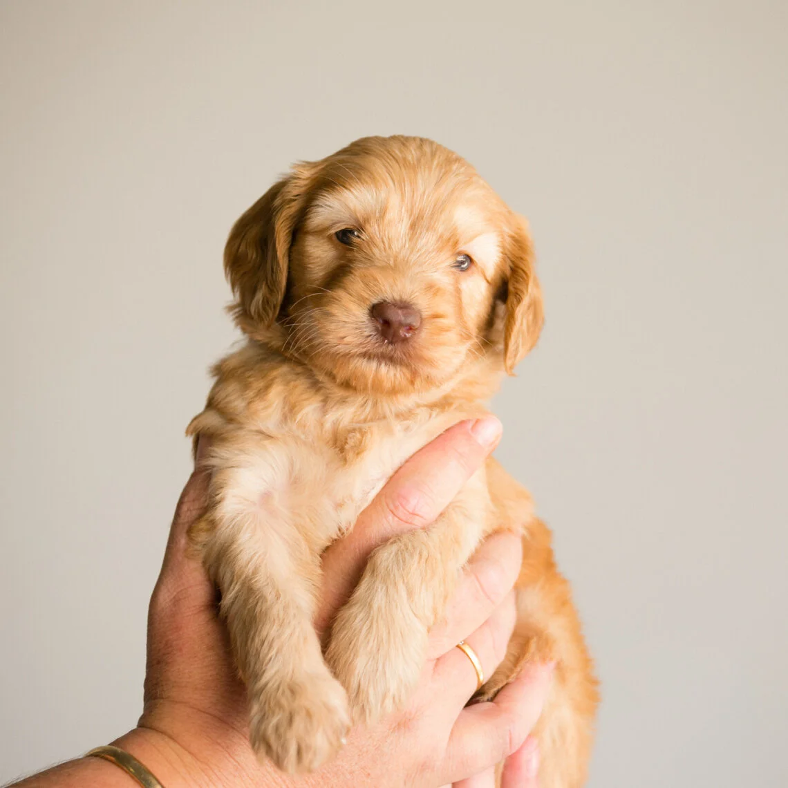 Caralee Issey Miyake — Caralee Australian Labradoodles