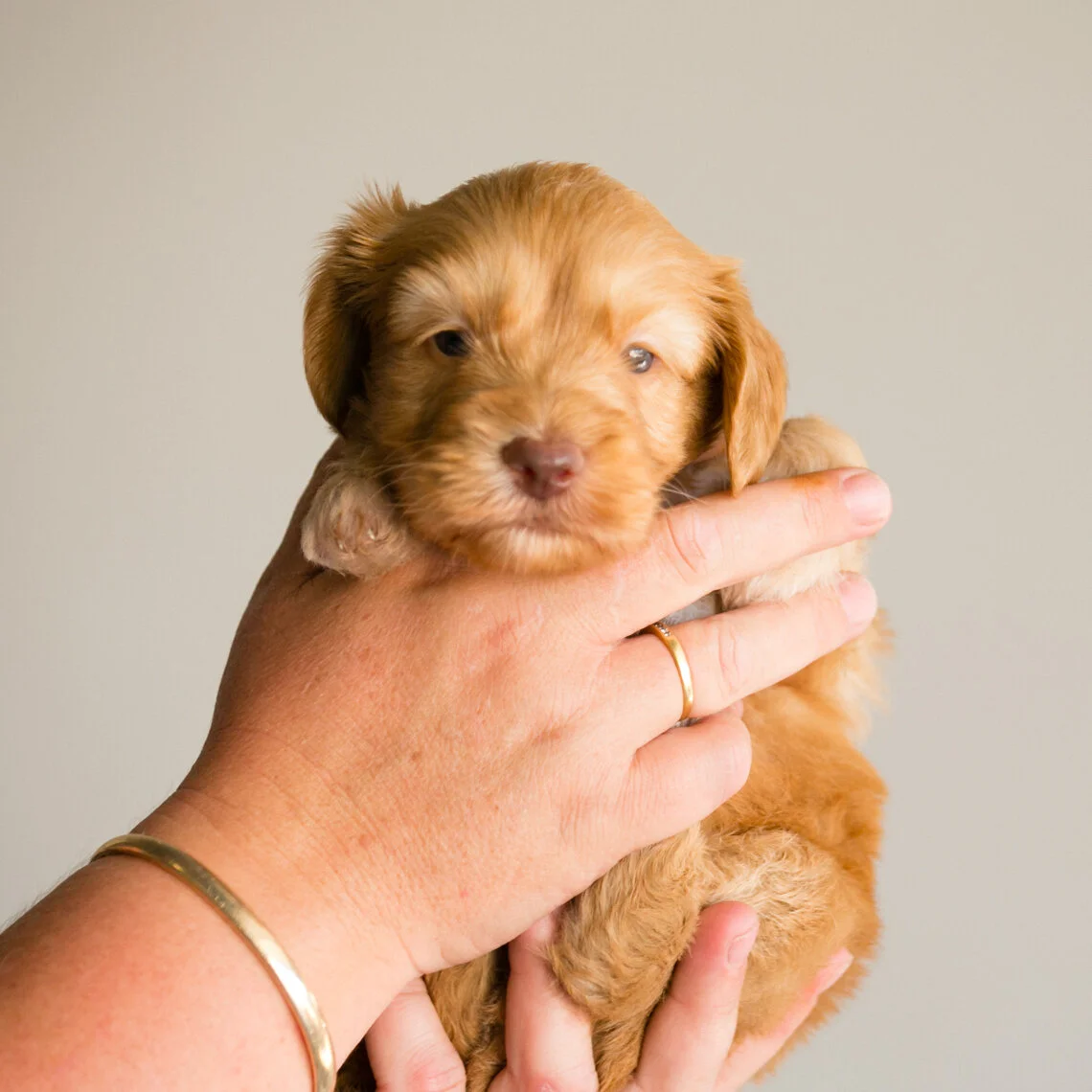 Caralee Issey Miyake — Caralee Australian Labradoodles