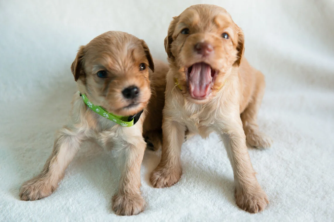 Caralee Missy — Caralee Australian Labradoodles