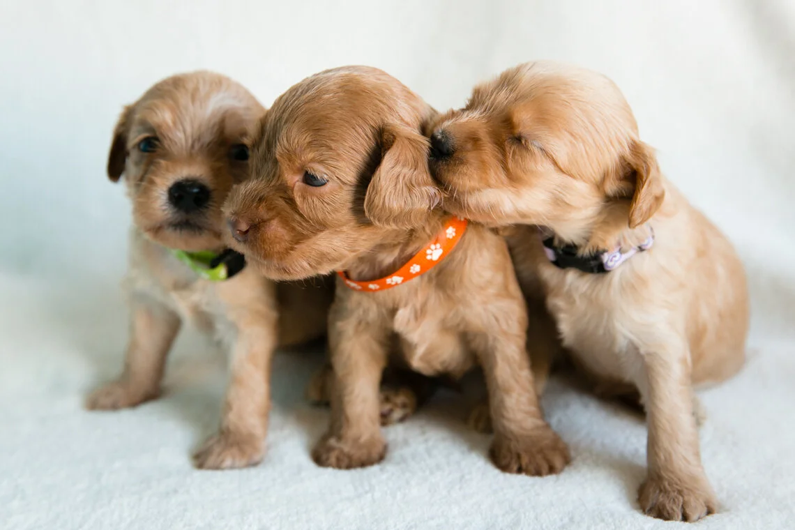 Caralee Missy — Caralee Australian Labradoodles