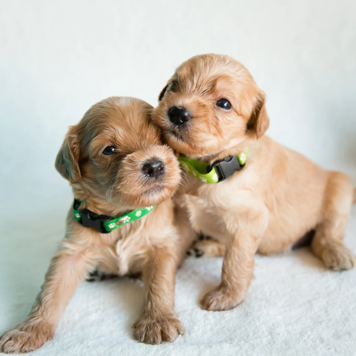 Caralee Missy — Caralee Australian Labradoodles