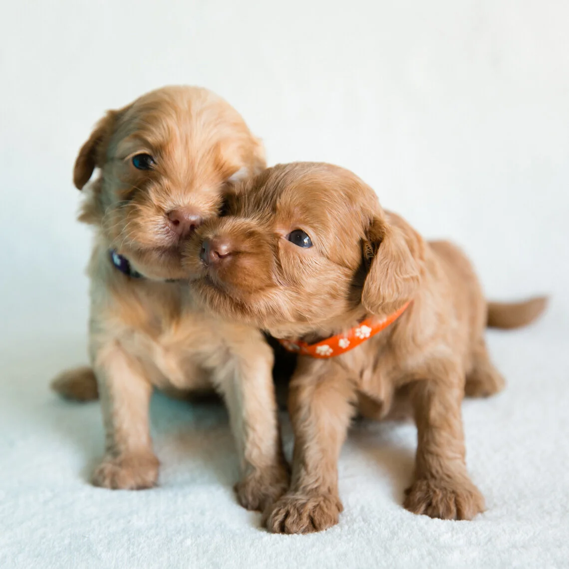 Caralee Missy — Caralee Australian Labradoodles
