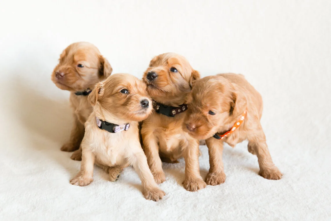 Caralee Missy — Caralee Australian Labradoodles