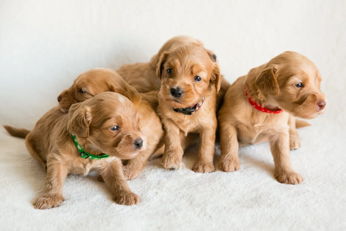 Caralee Australian Labradoodles - Brisbane Labradoodle Breeder